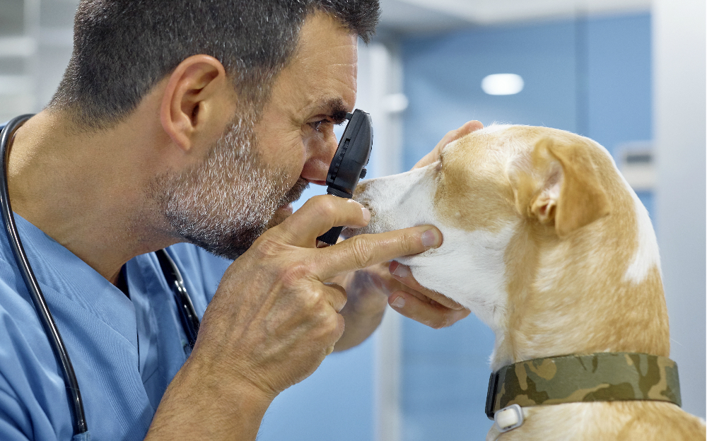 Pink Eye and When to Seek Medical Attention